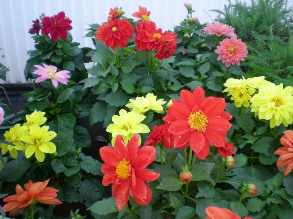 Dalias – LLamucoop